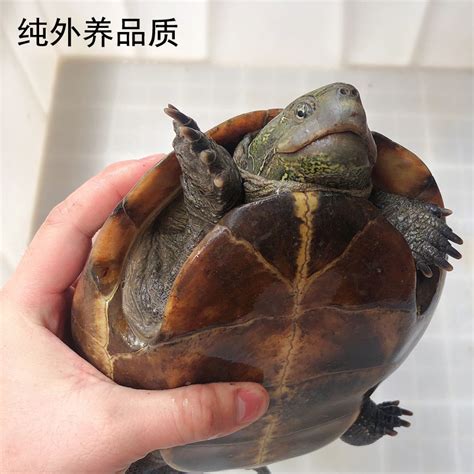 下蛋食用母龟外塘中华草龟汉龟乌龟滋补老龟活体宠物龟纯原紫檀龟 虎窝淘