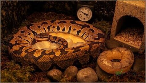 Ball Python Breeding Season Timing Triggers And Care Guide