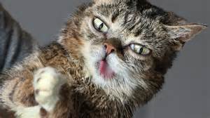 Lil Bub Has Died Leaving Behind A Legacy Of Science Magic And Love