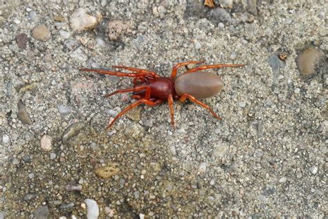 Sowbug Killer Spider