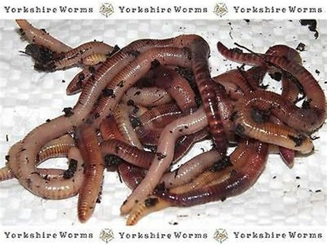 250g Large Dendrobaena Fishing Worms Reptile Live Food Wormery Worms