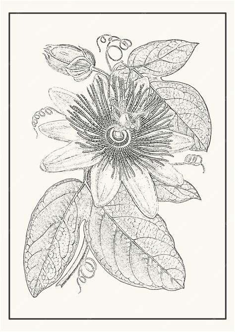 Premium Vector Scarlet Passion Flower Botanical Poster Illustration