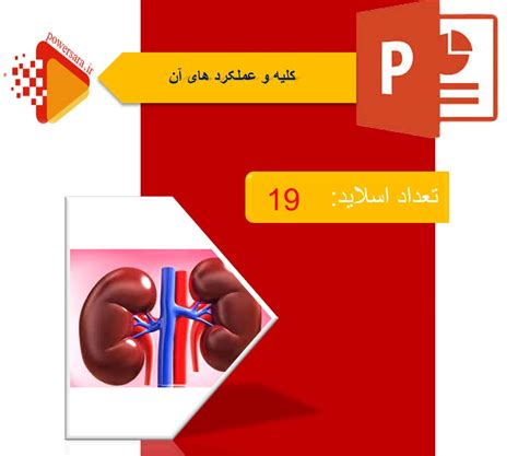 پاورپوینت در مورد کلیه