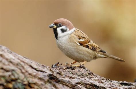 새 수명에 대해 참새 수명은 어떻게 될까 네이버 블로그