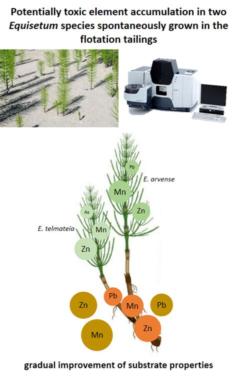 Equisetum Life Cycle