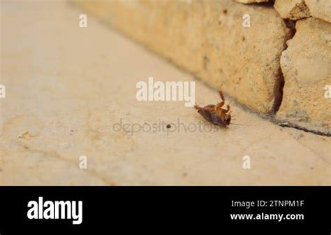 Cinemagraph Of Female Desert Sand Cockroach Aka Arenivaga Africana On Its Back Stock Video