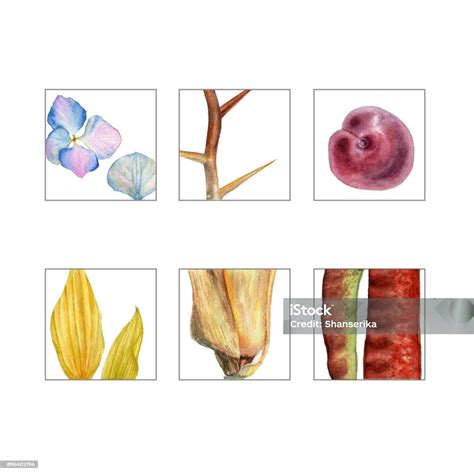 6 세트입니다 화이트에 수채화 삽화입니다 화 서 수 국 아카시아 나뭇가지와 가시 매 화 해바라기 꽃잎 Corncob 콩 깍 지 색 0명에 대한 스톡 벡터 아트 및 기타