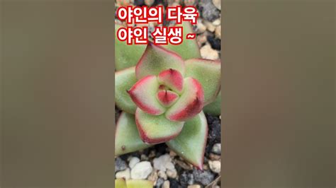 오늘도 수고 많으셨습니다 ~ 마이진 파종이 실생 다육 다유기 다육이 다육식물 반려식물 다육판매 다육이판매 다육이키우기 다육인스타그램 매혹이 청주