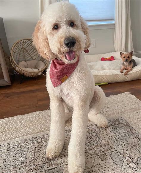 Mini Goldendoodle Haircuts And Grooming Styles