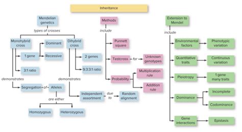Bio Chapter Study Guide Patterns Of Inheritance Diagram