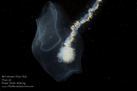 Giant Siphonophore The Marine Detective