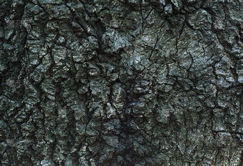 松树树皮纹理背景