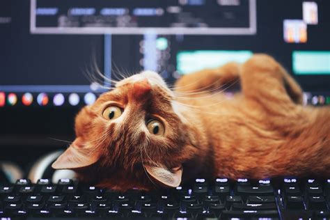 How To Use The Linux Cat Command