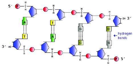 Base Pairing In Double Stranded DNA Download Scientific Diagram