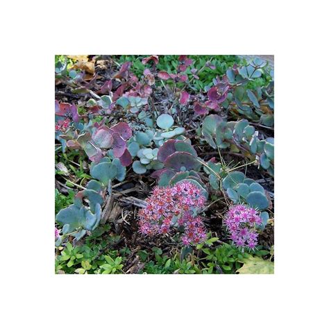 Sedum Sieboldii Orpin De Siebold Rose à Feuilles Bleues