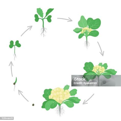 컬 플라워 양배추의 둥근 작물 단계 순환 성장 콜로 콜 플라워 식물 수확 성장 야채 브라시카 현 벡터 평면 그림입니다 0명에 대한 스톡 벡터 아트 및 기타 이미지 Istock