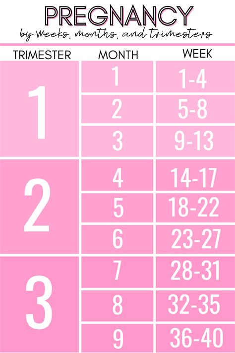 First Trimester Weeks In Months At Margaret Vargas Blog