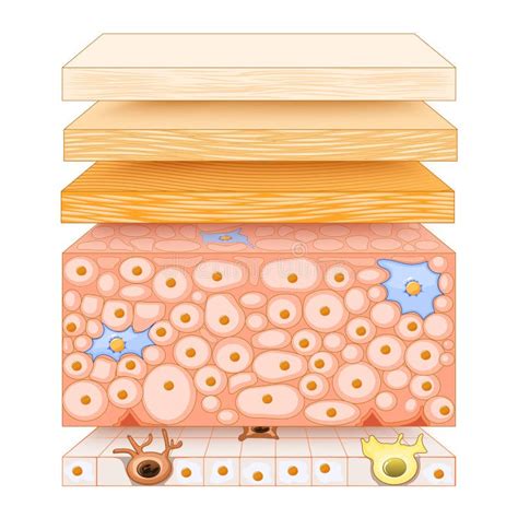 Epidermis Structure Skin Anatomy Stock Vector Illustration Of Melanocyte Cell 320201126