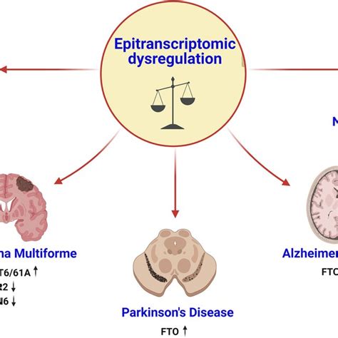 Overview Of Major Epitranscriptomic Modifications In The Brain The Download Scientific Diagram