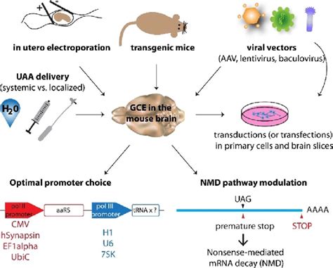 Overview Of The Components Necessary For Successful Genetic Code Download Scientific Diagram