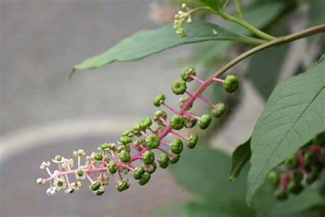 ヨウシュヤマゴボウ 洋種山牛蒡 お花の写真集