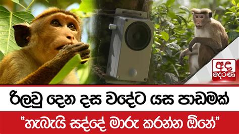 රිලවු දෙන දස වදේට යස පාඩමක් හැබැයි සද්දේ මාරු කරන්න ඕනේ Youtube