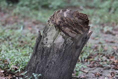 Is It Better To Grind Or Remove A Tree Stump Omaha Nebraska