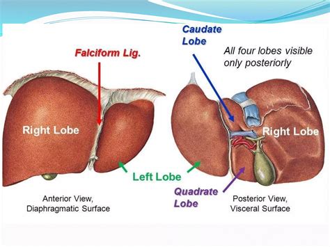Structure And Functions Of Liver PPTX