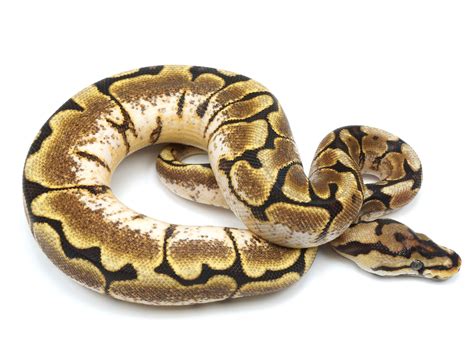 Spider Ball Python