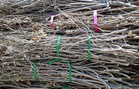 무료 이미지 나무 잔디 집 밖의 분기 목재 로그 봄 작은 가지 나뭇 가지 한조각 막대기 가랑이 묶음 3760x2414 1148993 무료