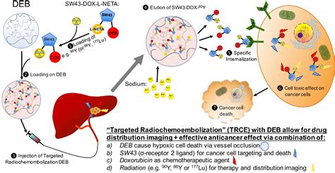 Figure 2 From Targeted Yttrium 89 Doxorubicin Drug Eluting Bead A Safety And Feasibility Pilot