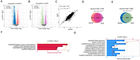 Identification Of Novel Pathways Regulated By Ape1ref 1 In Human Retinal Endothelial Cells