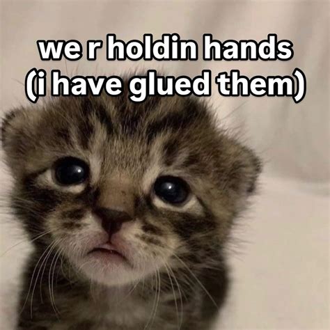 Smol Silly Cat Catsillyness On X Cute Memes Funny Cat Memes Silly Cats