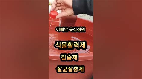 물40l에 식물화력제 400ml 칼슘제 40ml 살균살충제 30ml 노지 옥상정원 다육이 건강하게 키우는법