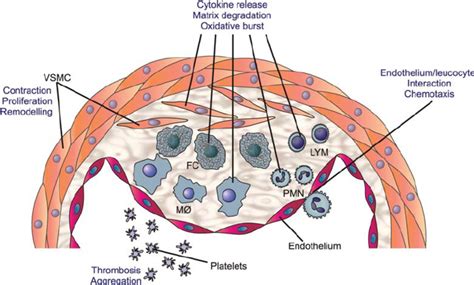 Phosphoinositide 3 Kinase Akt Signalling Is Extensively Involved In The Download Scientific
