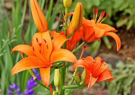 スカシユリの育て方と花や品種など植物の特徴をわかりやすく解説