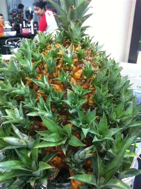 Sands Speak Apakah Nanas Punya Biji