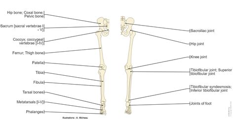 Lower Limb Anatomy Bones Muscles Nerves Vessels Kenhub Atelier Yuwa Ciao Jp