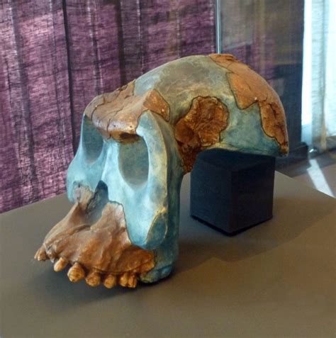 Australopithecus Garhi Alchetron The Free Social Encyclopedia