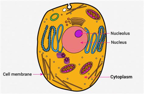 Ncert Solutions For Class 8 Science Cell Structure And Functions
