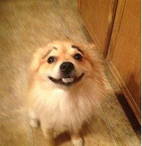 アハハッヘヘヘッメイク失敗しちゃったアハハッ 犬へのボケ 69327268 ボケてbokete