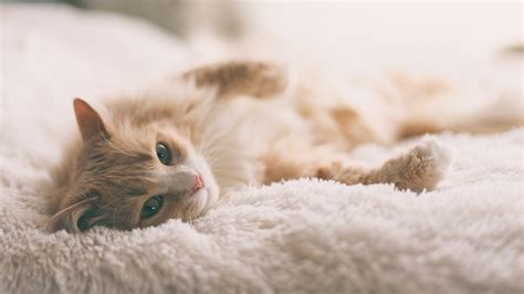 子猫 壁紙 マンチカン 子猫 壁紙 無料のHD壁紙画像