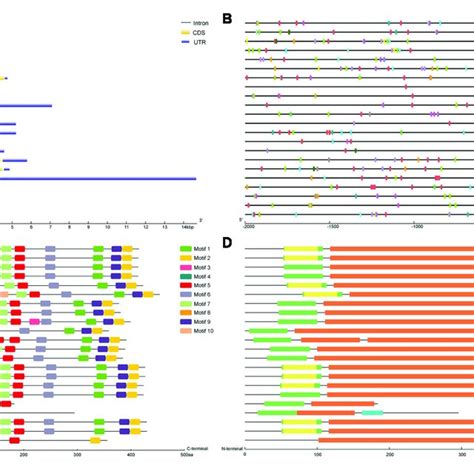 Gene Structures Cis Acting Elements Motifs And Conserved Domains