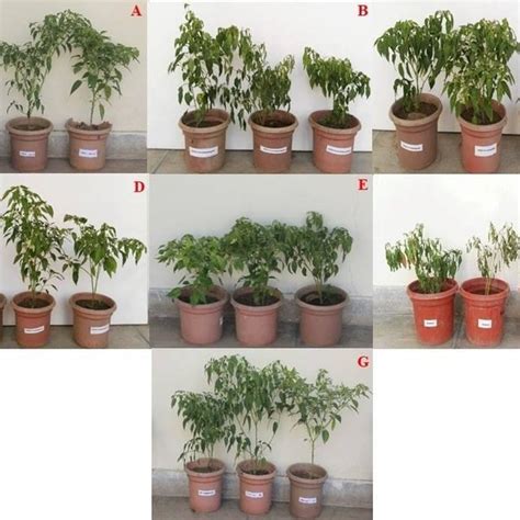 Pdf Evaluations Of Trichoderma Isolates For Biological Control Of Fusarium Wilt Of Chili
