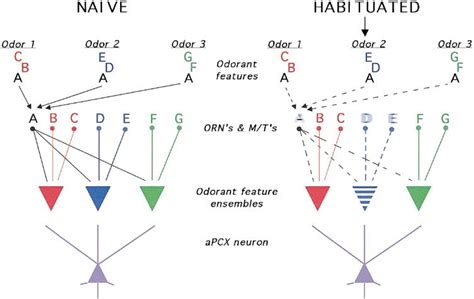 left simplified schematic representation of odor coding in olfactory