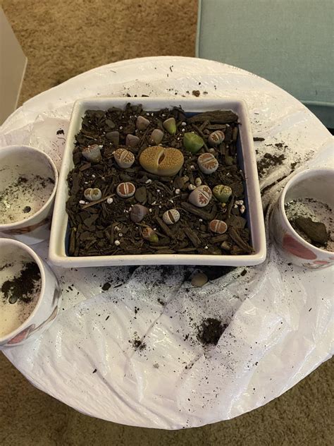 Planter Idea— Thoughts R Lithops