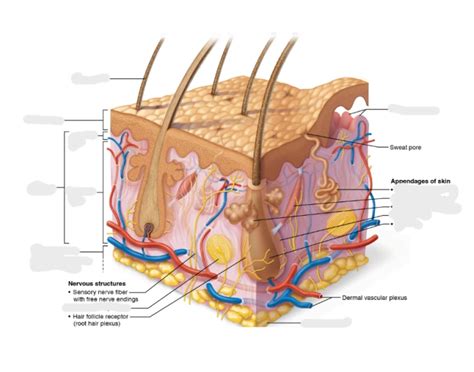 Textbook Skin Structure Quiz