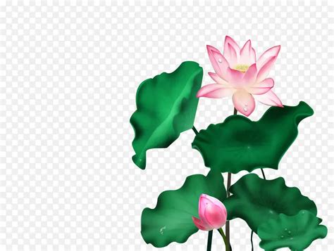 绿色的荷叶PNG图片素材下载 图片编号8590875 PNG素材网