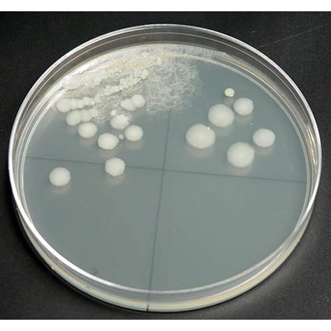 Isolation And Characterization Of Bacteria