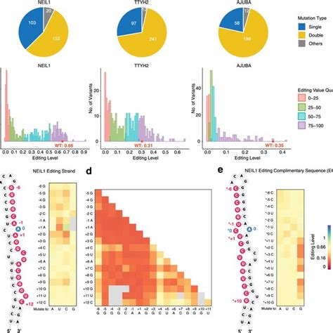 Neil1 Rna Clustering Reveals Efficiently Edited Alternative